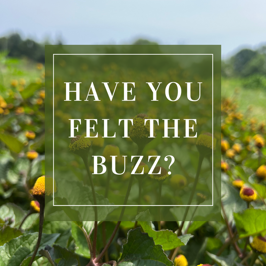 Buzz Buttons: A Tiny Powerhouse of Flavor and Health Benefits – The ...
